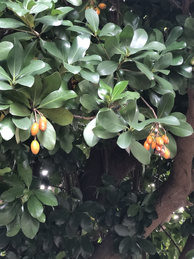 Karaka from North Island, Reporoa, Waikato, NZ on January 22, 2024 at ...