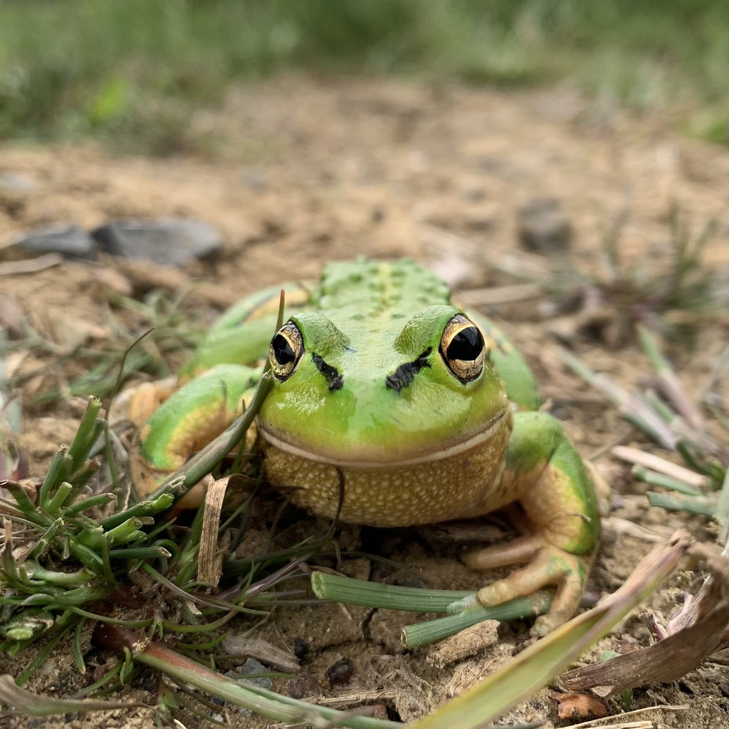 Southern Bell Frog from Tasmania, Exeter, TAS, AU on October 28, 2020 ...