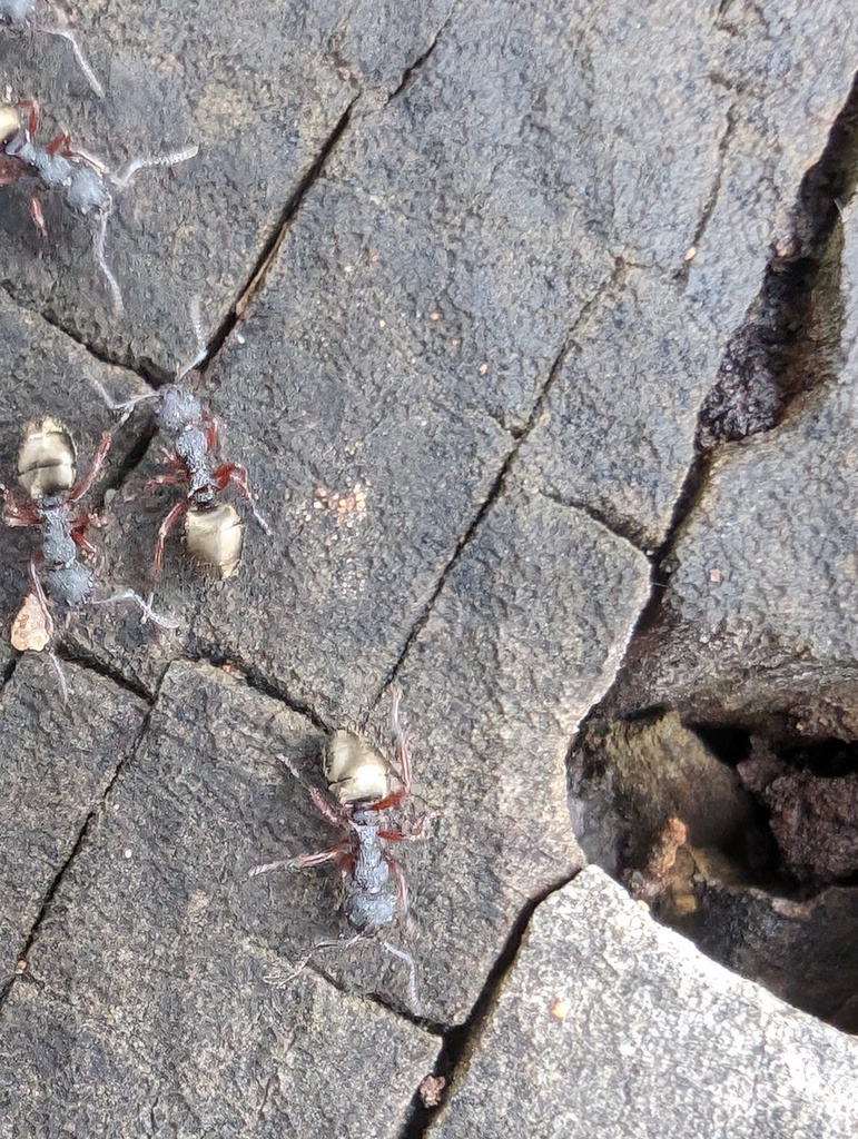 Dolichoderus scabridus from Upper Hermitage SA 5131, Australia on ...