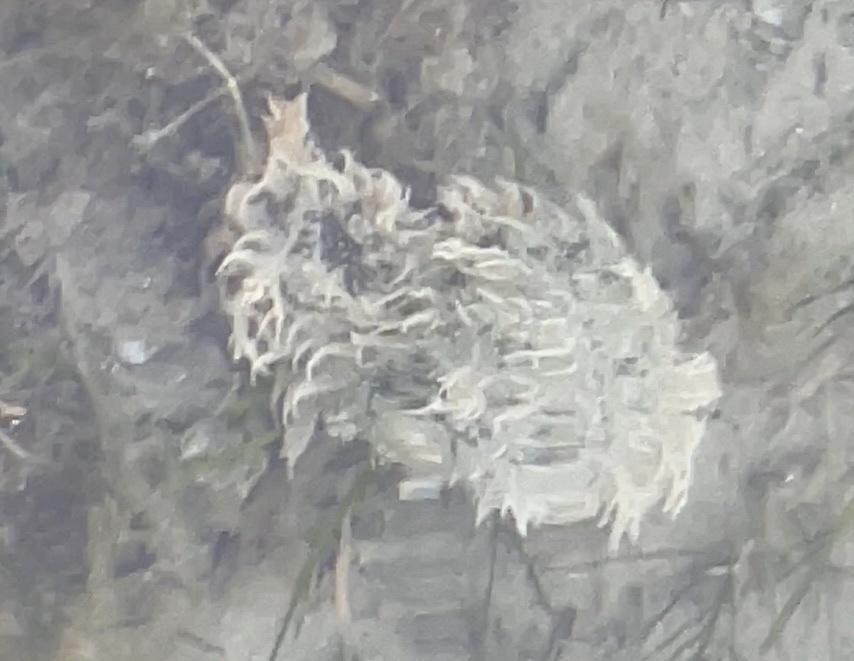 Ragged Seahare from Back Sound, NC, US on January 23, 2024 at 02:49 PM ...