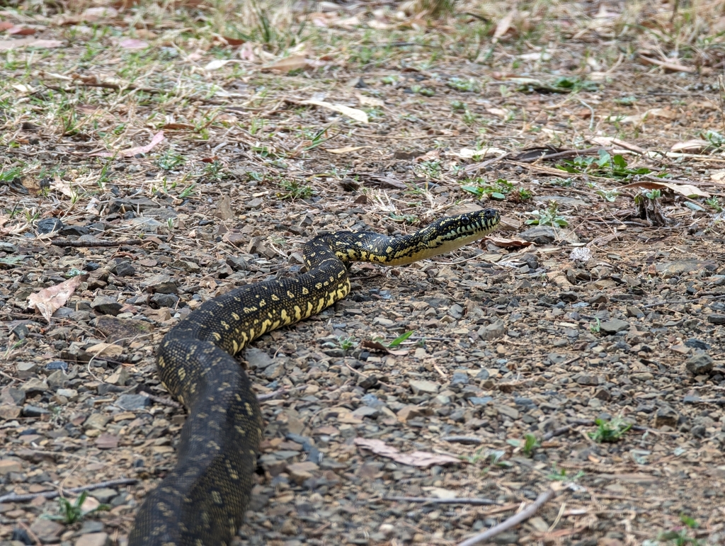 Diamond Python from Cobark NSW 2422, Australia on October 10, 2023 at ...
