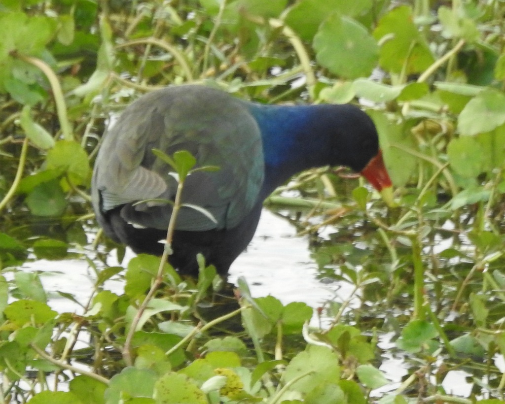 Purple Gallinule from Alachua County, FL, USA on January 18, 2024 at 09 ...