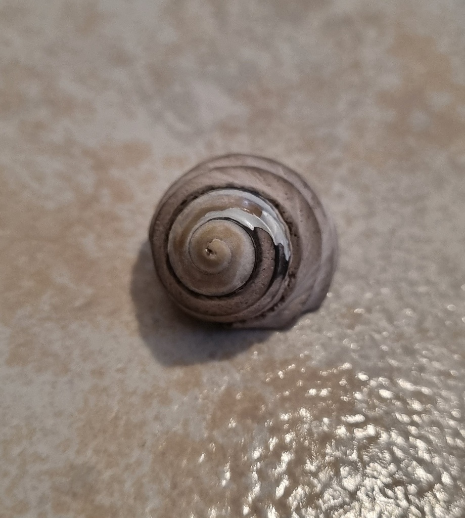 Southern ribbed top snail from Colac-Otway - South, AU-VI, AU on ...