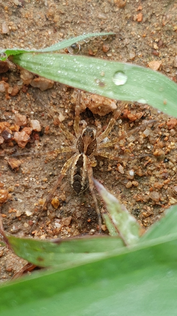 Union-Jack Wolf Spiders from Donnington Airpark, Woodstock QLD 4816 ...