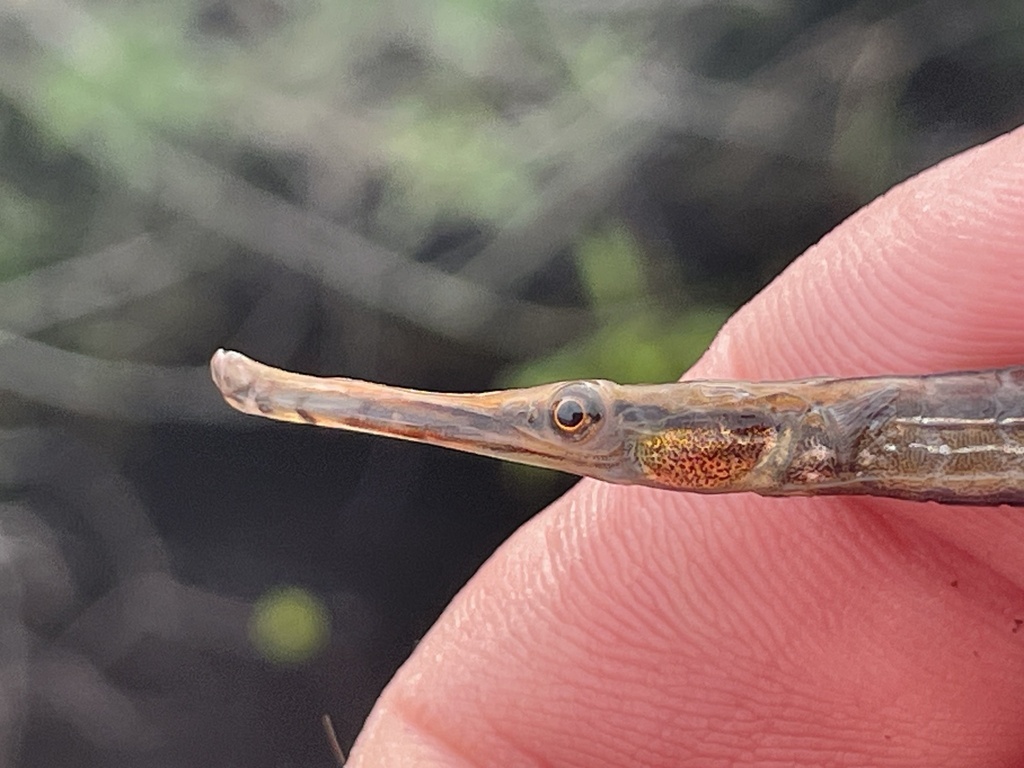 Opossum Pipefish (Microphis lineatus) - Marine Life Identification