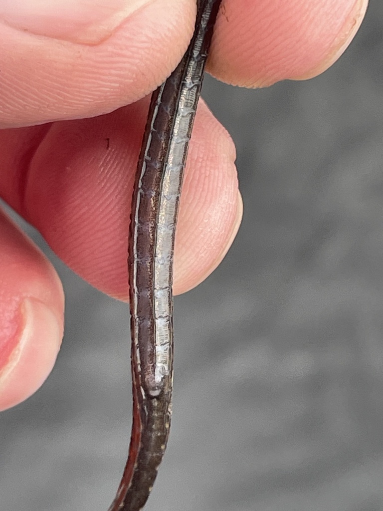 Opossum Pipefish (Microphis lineatus) - Marine Life Identification