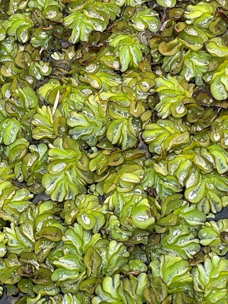 Salvinia from Main Island, BM on January 23, 2024 at 08:20 PM by ...