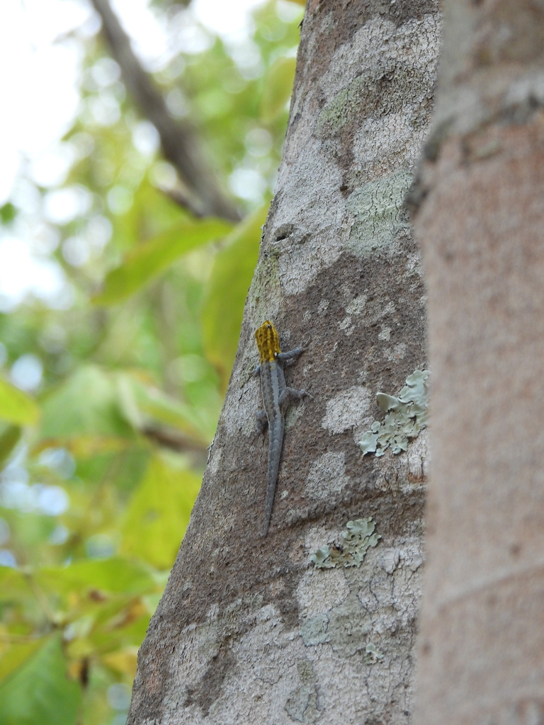 Painted Dwarf Gecko from Morogoro Rural, Tanzania on August 14, 2023 at ...