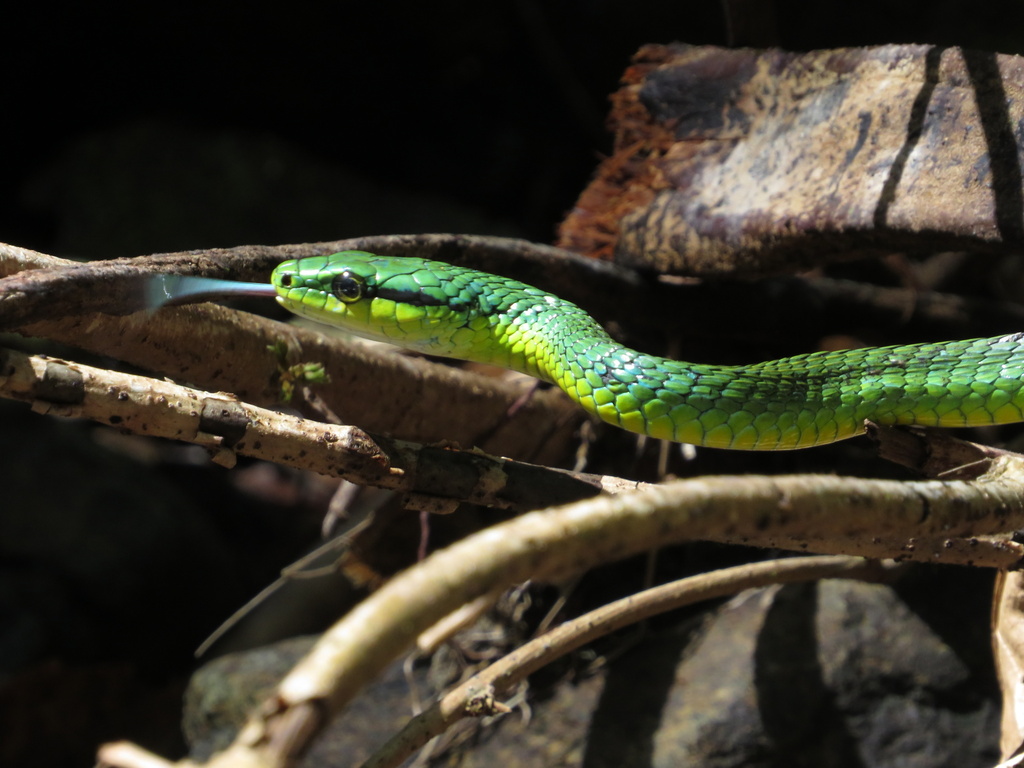 Cloud Forest Parrot Snake in January 2024 by Roland Rumm · iNaturalist
