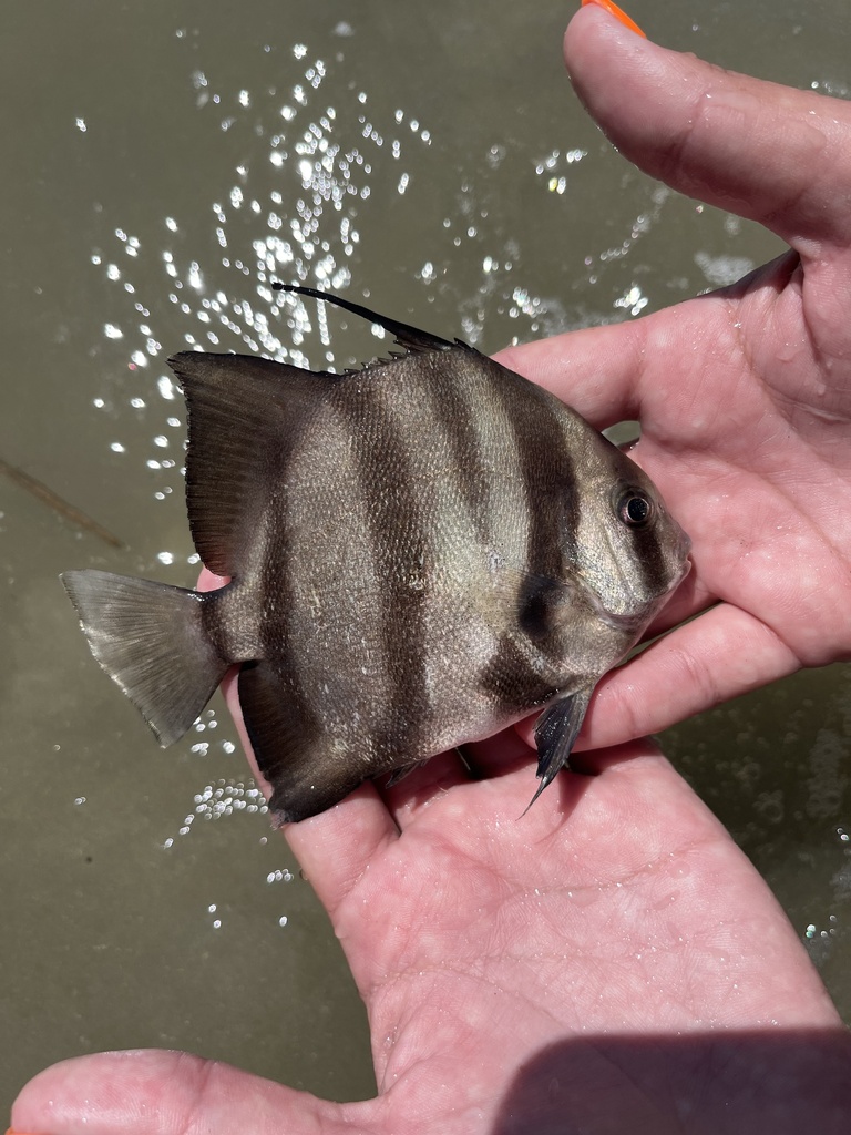 Atlantic Spadefish from North Edisto River, Seabrook Island, SC, US on ...