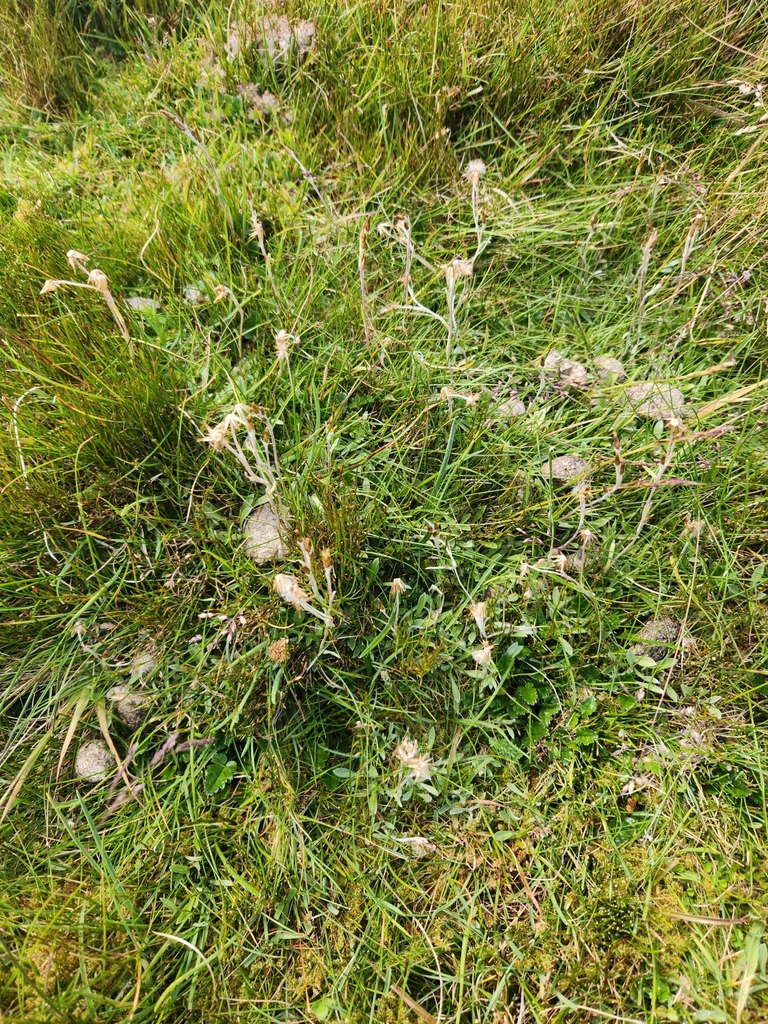 Argyrotegium poliochlorum from Kentish, AU-TS, AU on January 22, 2024 ...