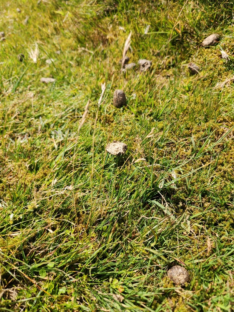 Slender Wallaby Grass from Kentish, AU-TS, AU on January 22, 2024 at 02 ...
