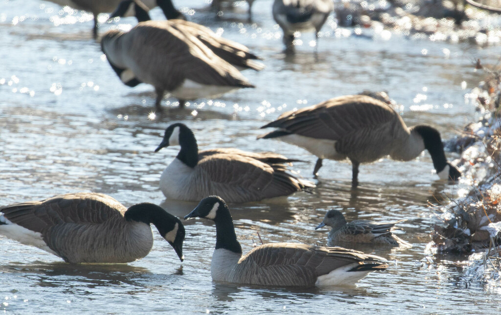 Canada Goose from Craig County, VA, USA on January 21, 2024 at 11:54 AM ...