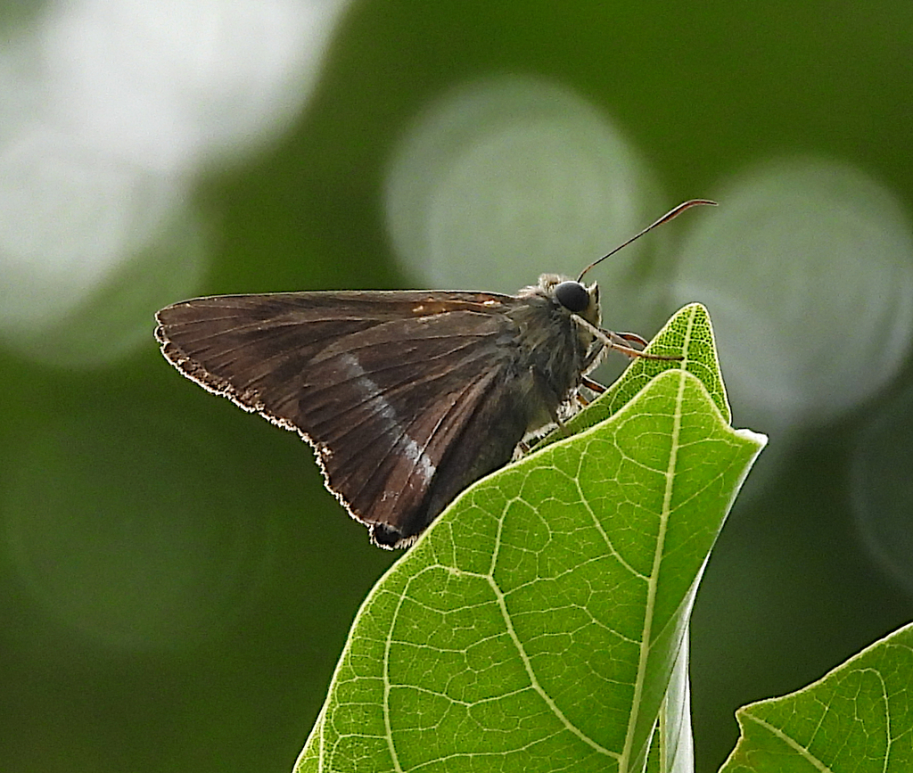 Common Banded Awl from Burnie Brae Park, Chermside QLD 4032, Australia ...