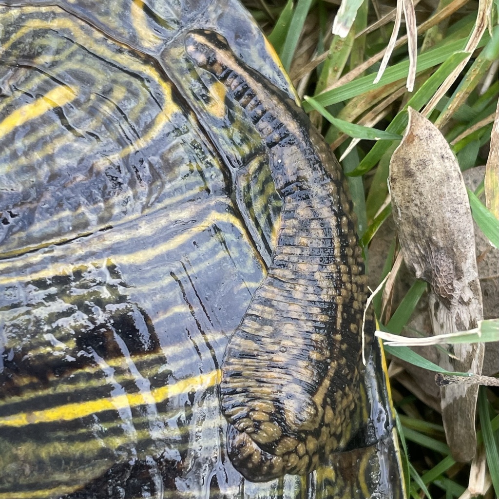 Smooth Turtle Leech from UC Davis, Davis, CA, US on January 23, 2024 at ...