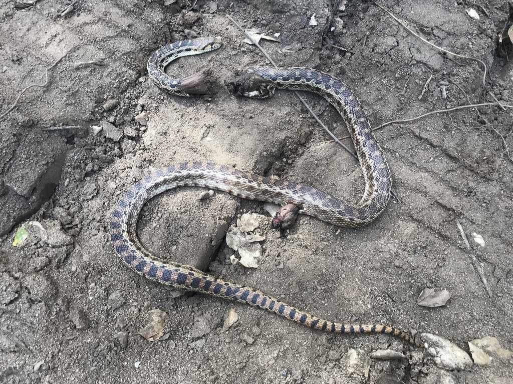 Pacific Gopher Snake from Soledad, CA, US on April 7, 2021 at 03:25 PM ...