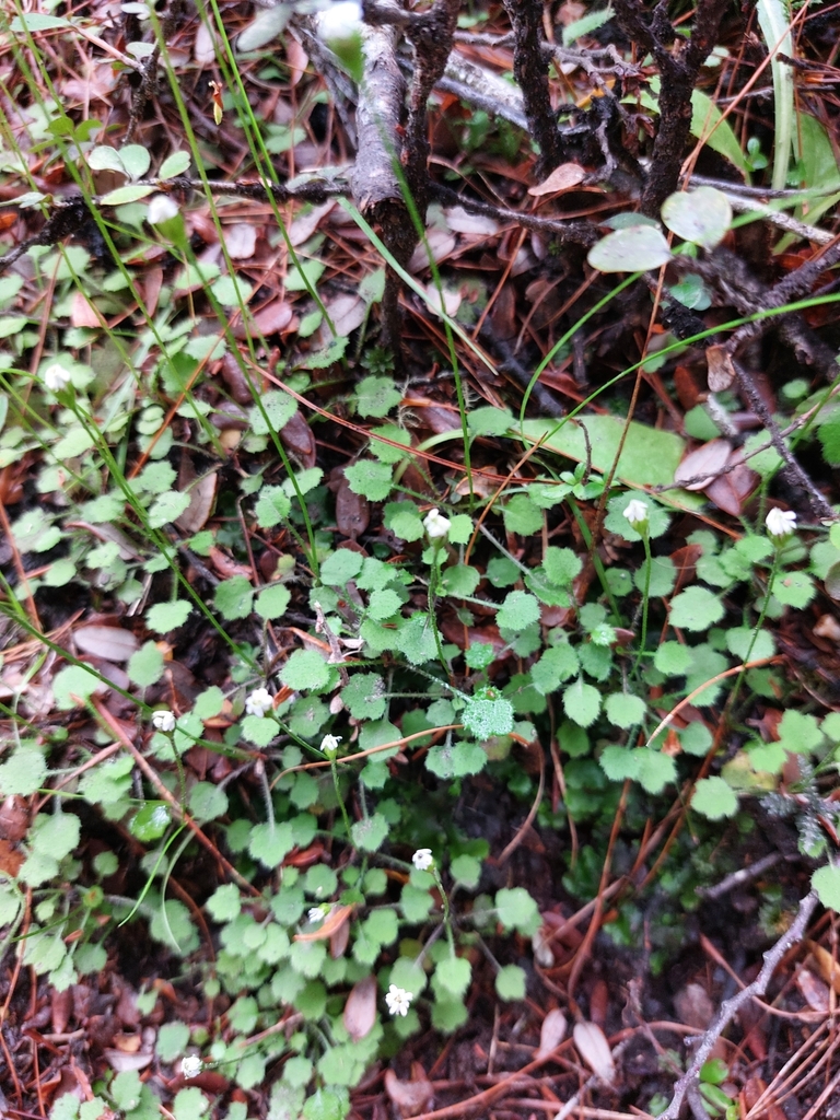 Lagenophora strangulata from Ōwhango 3989, New Zealand on January 22 ...