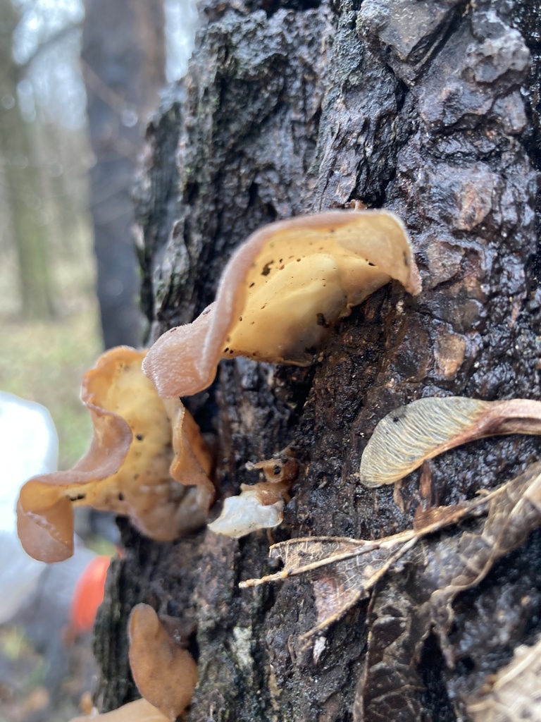 Wood ear fungi from McKinney, TX, US on January 23, 2024 at 01:56 PM by ...