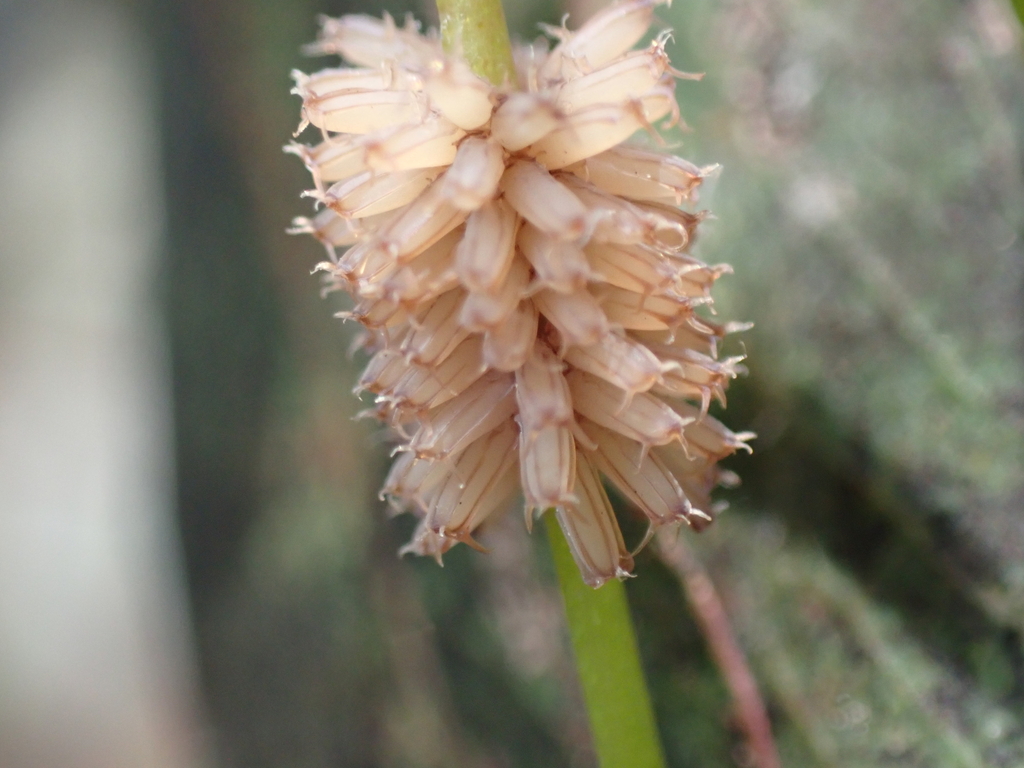 Dotted Paropsine Leaf Beetle from Beek Beek Reserve on January 24, 2024 ...
