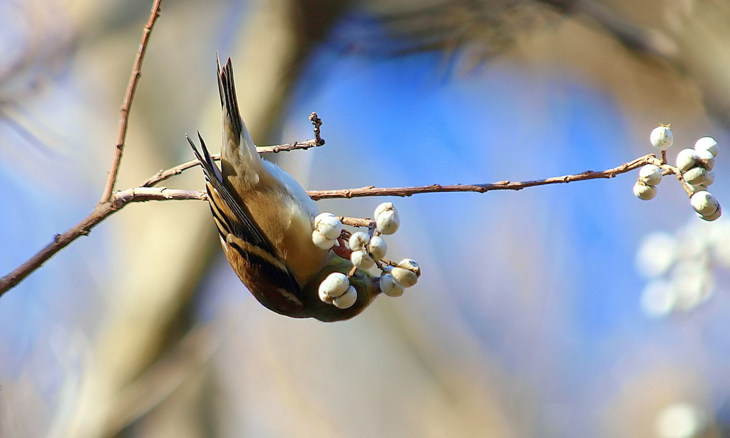 Chinese Tallow from Dallas, TX, USA Reinhart branch on January 13, 2021 ...