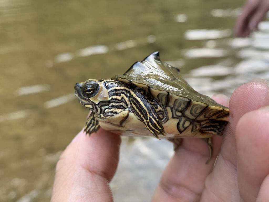 Alabama Map Turtle in July 2021 by Yinan Li · iNaturalist