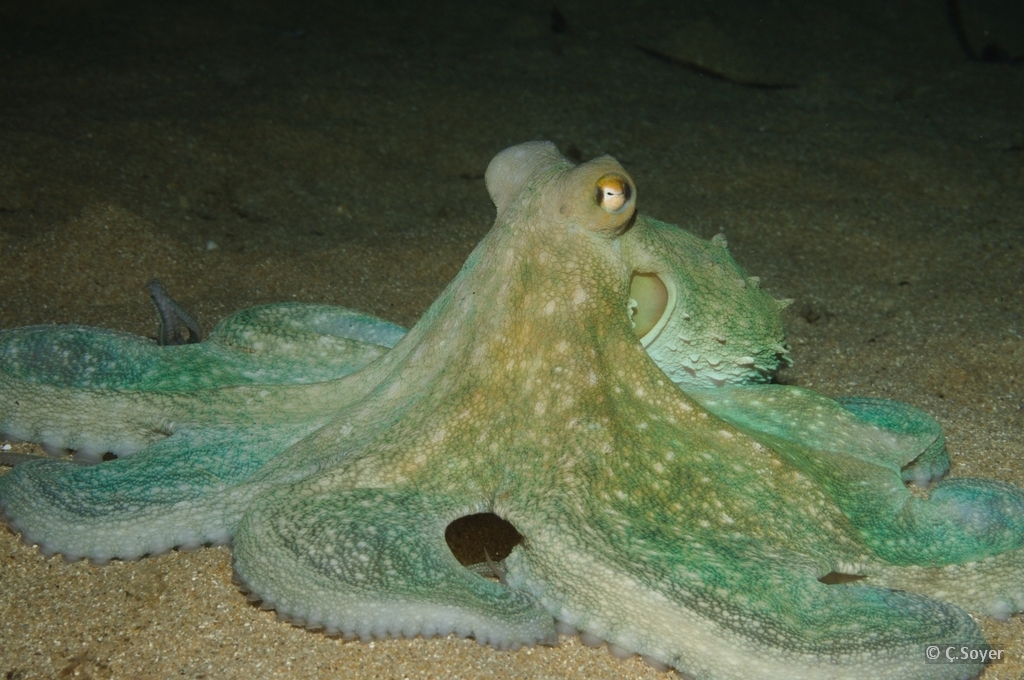 Common Octopus from Bozcaada/Çanakkale, Türkiye on August 20, 2023 at ...