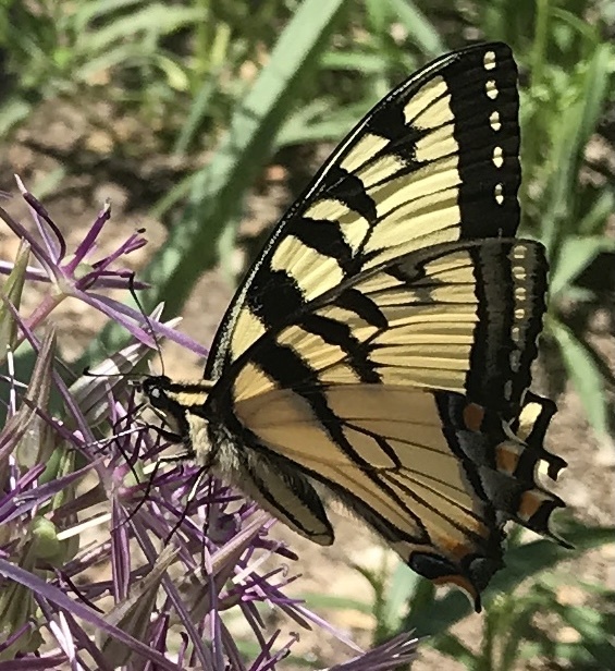 Tiger Swallowtails and Allies from Sherman Hollow Rd, Huntington, VT ...