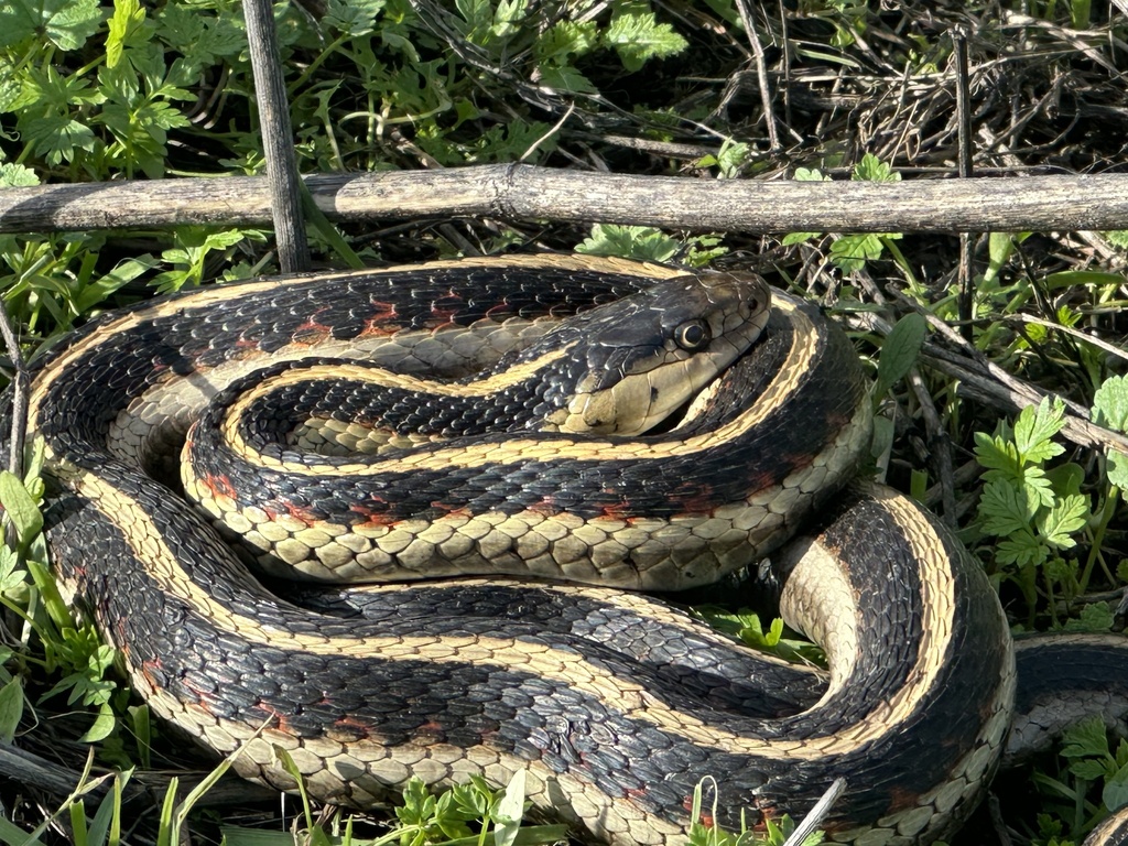 Common Garter Snake from Sacramento National Wildlife Refuge, Willows ...