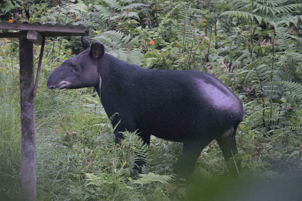 Mountain Tapir in January 2024 by Manuel Morales · iNaturalist