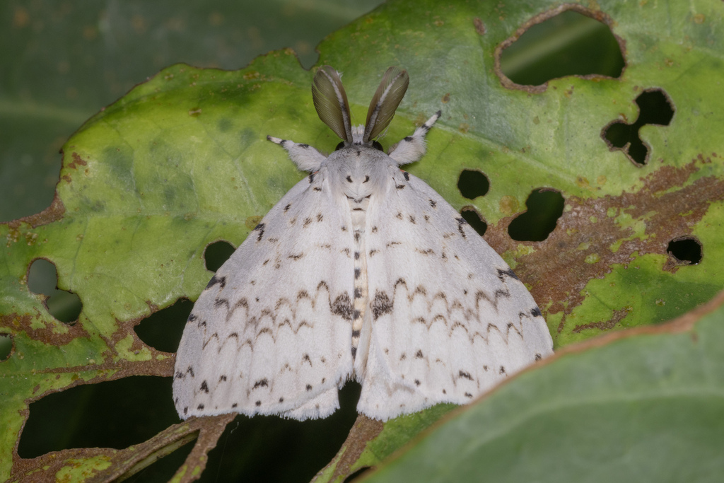 Lymantria ganara from Central Water Catchment, Singapore on October 11 ...