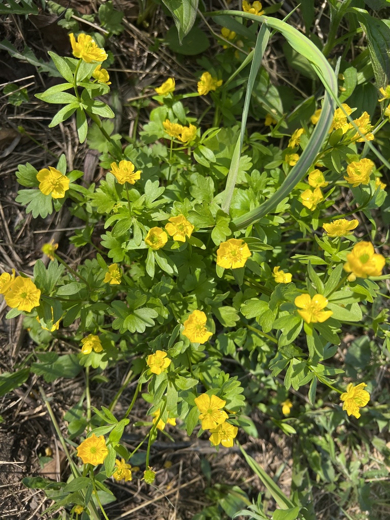 Western Buttercup from Chugach State Park, Anchorage, AK, US on June 19 ...