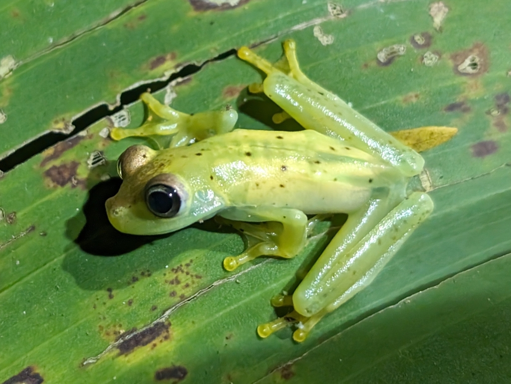 Rosenberg's Gladiator Frog from Tigre, Provincia de Puntarenas, CR on ...