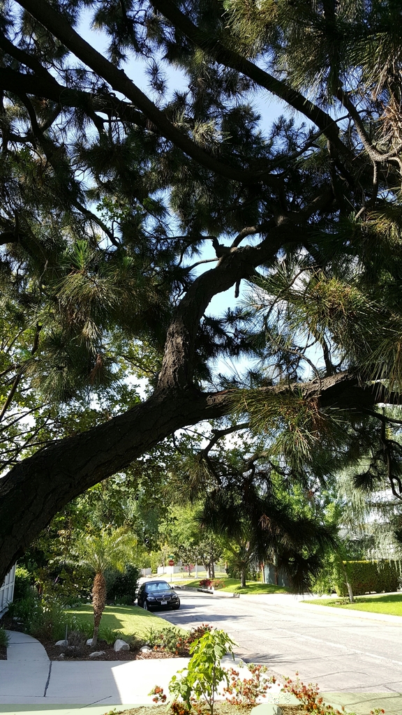 Monterey pine from 2300 Loma Vista St Pasadena, CA 91104 on April 23 ...