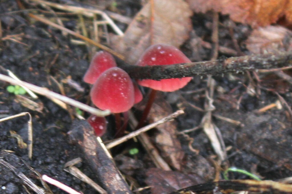 red pinwheel from Abbotts Lagoon, California 94937, USA on January 22 ...