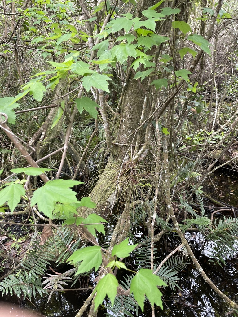 red maple from Immokalee, FL, US on January 23, 2024 at 02:46 PM by ...