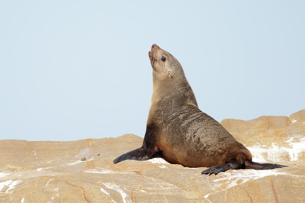 Brown Fur Seal (Arctocephalus pusillus) - Know Your Mammals