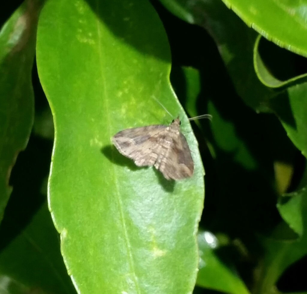 Australian Pug Moth from Site D on January 17, 2024 at 11:02 PM by ...