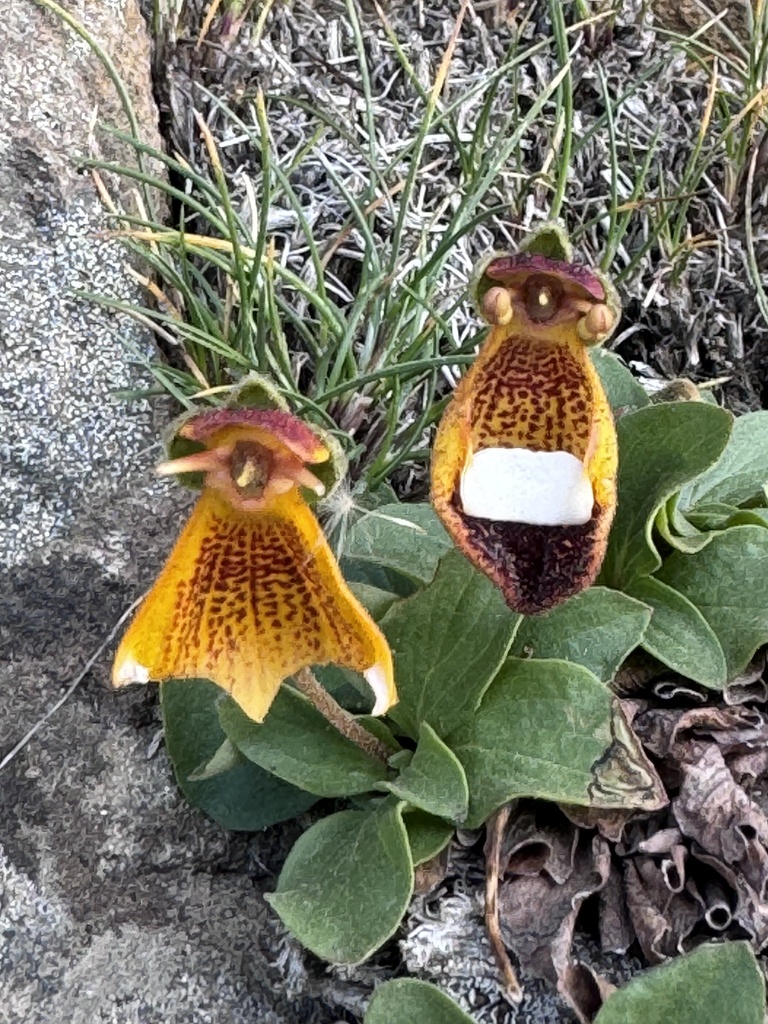 Darwin's Slipper from Santa Cruz, AR on January 23, 2024 at 03:03 PM by ...