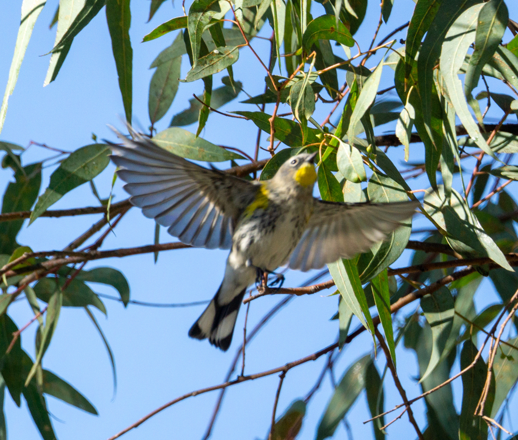 Yellow-rumped Warbler from La Colina, 58140 Morelia, Mich., México on ...