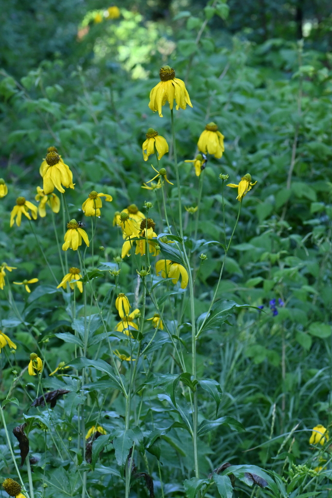 Rocky Mountain cutleaf coneflower from Routt County, CO, USA on July 31 ...