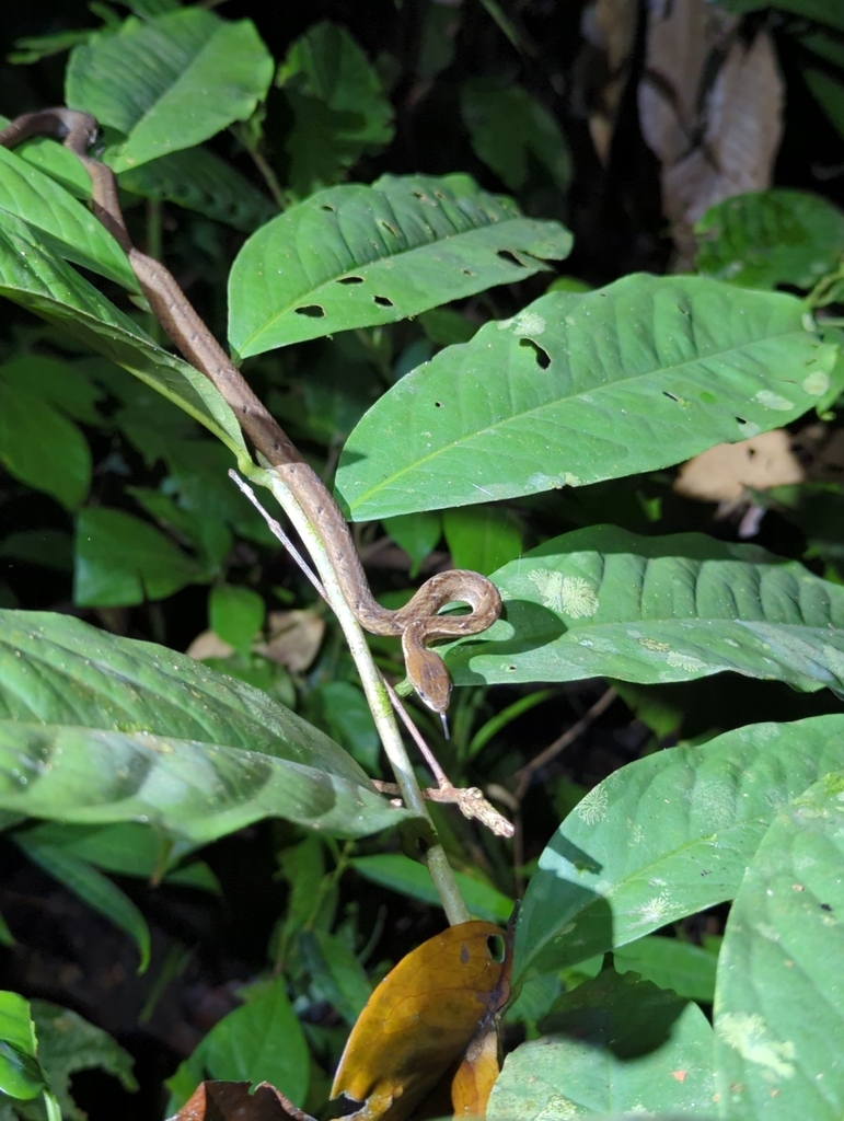 Common Mock Viper in January 2024 by Adam Aslam · iNaturalist
