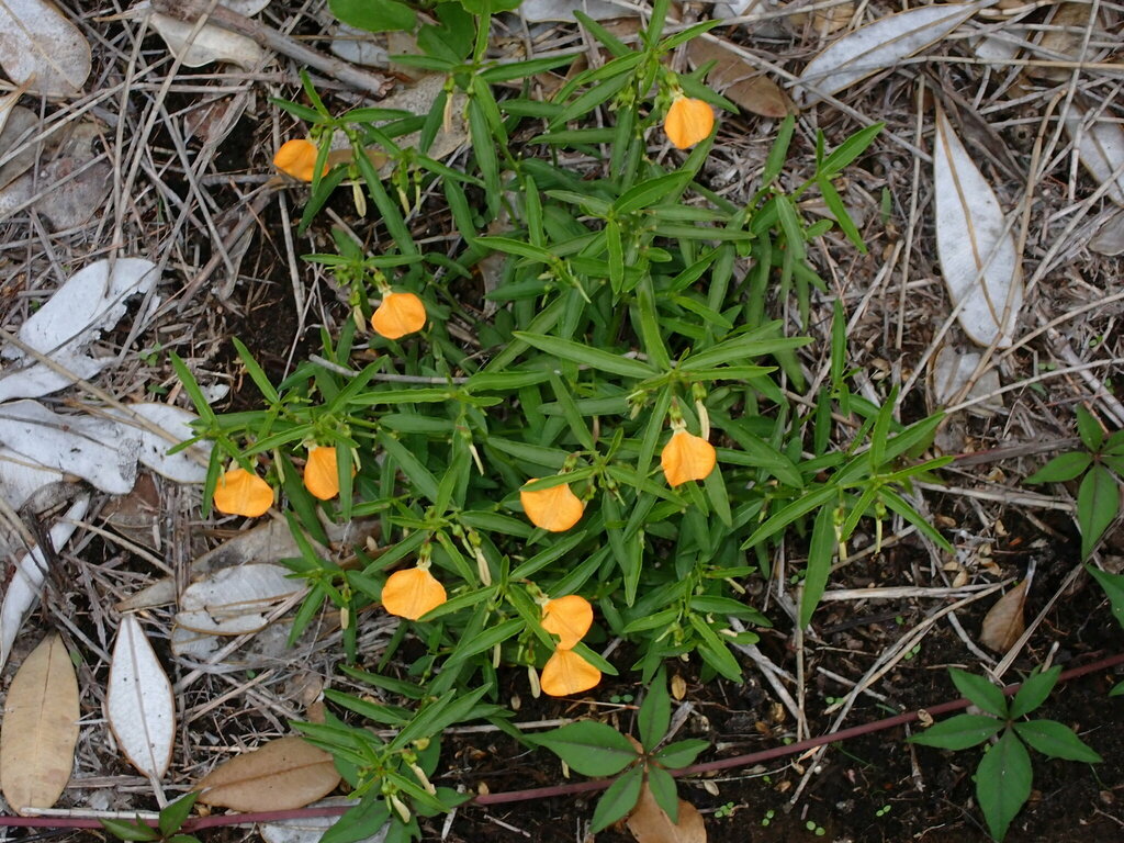spade flower from Barcoongere NSW 2460, Australia on January 23, 2024 ...