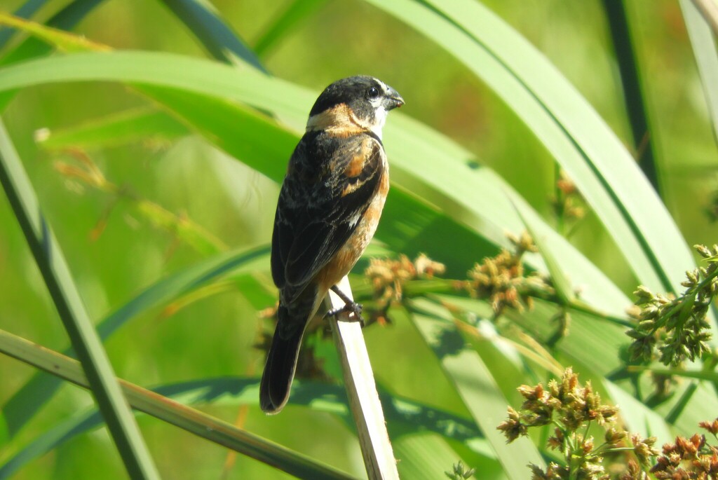 Rusty-collared Seedeater in January 2024 by Luis Vescia da Rosa ...