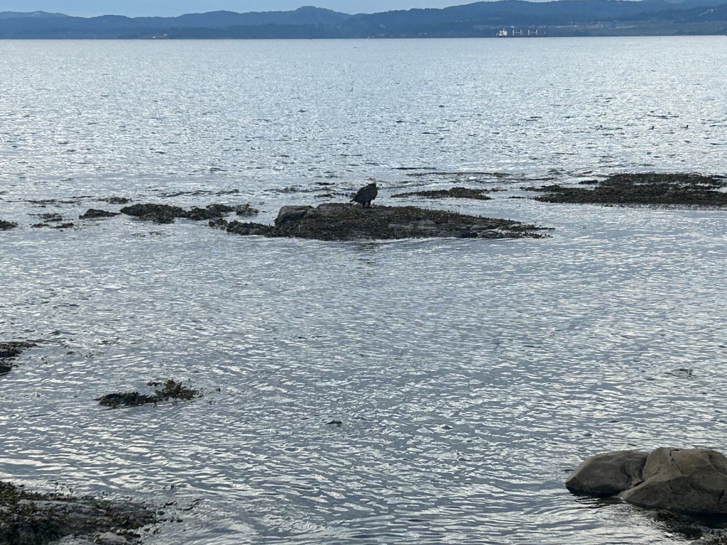 Bald Eagle from Fairfield, Victoria, BC, Canada on January 3, 2024 at ...