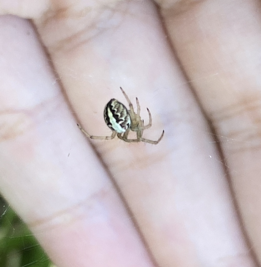 Common Web-spider in January 2024 by Spencer Len Pote · iNaturalist