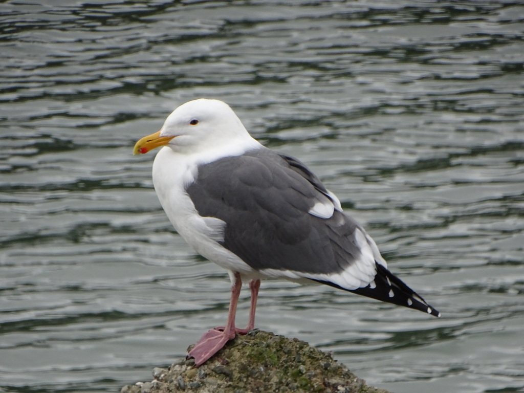 Western Gull from Brisbane, CA, USA on January 21, 2024 at 11:12 AM by ...