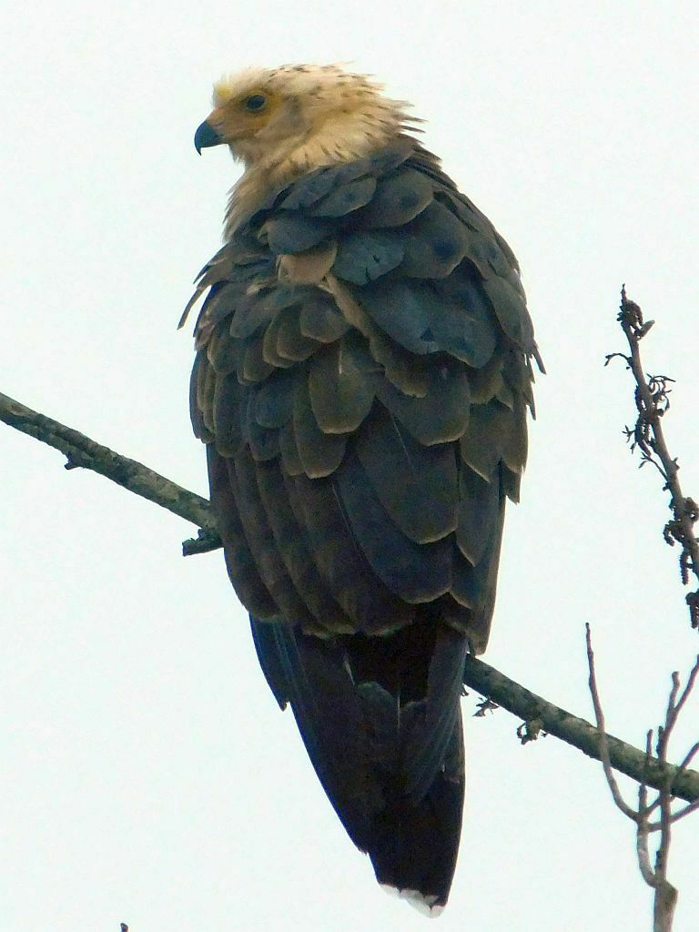 African Fish-Eagle from Greyton, 7233, South Africa on January 24, 2024 ...