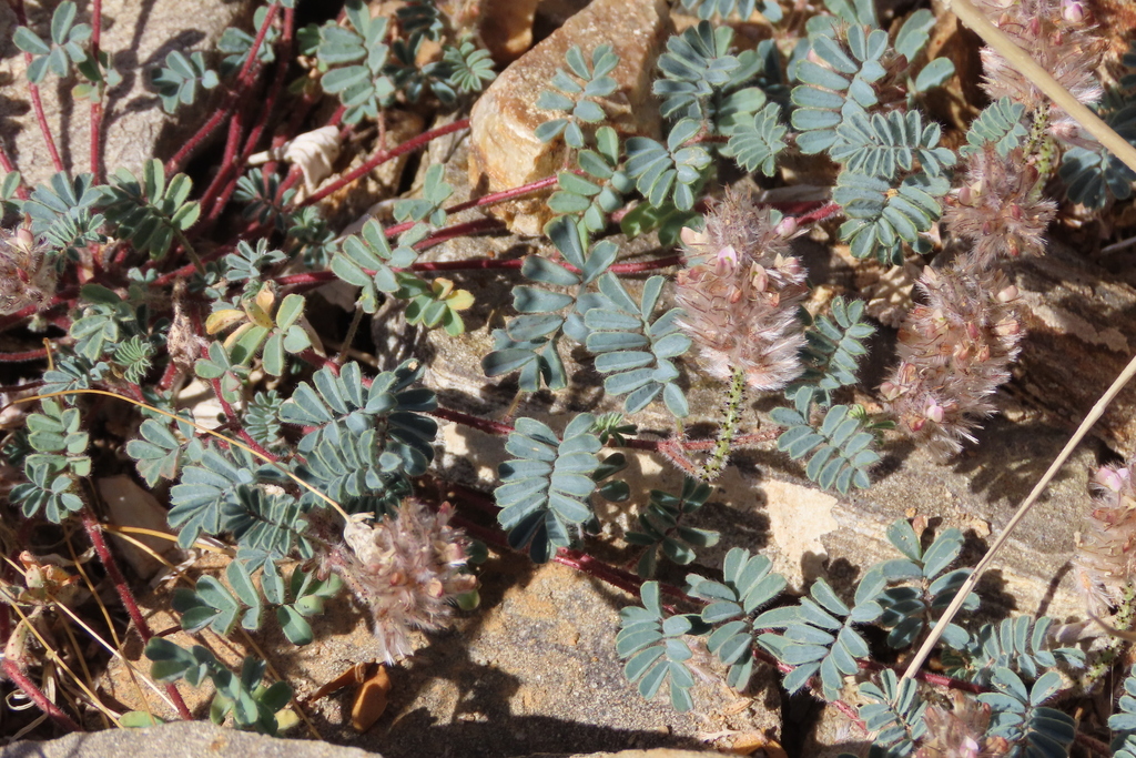 soft prairie clover from Riverside County, CA, USA on January 23, 2024 ...
