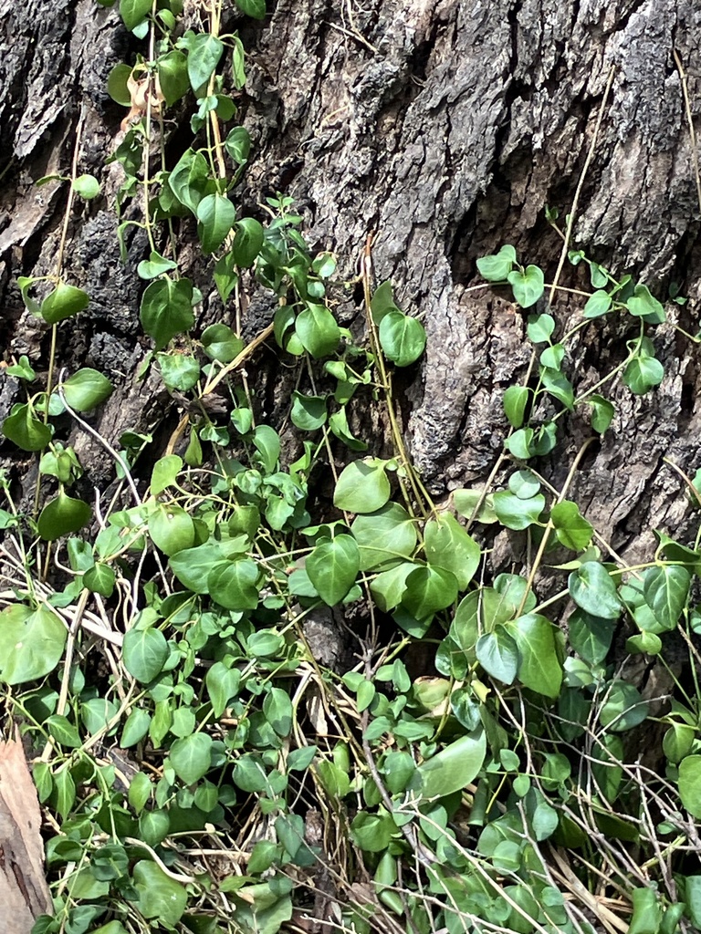 greater periwinkle from River Torrens/Karrawirra Parri, Klemzig, SA, AU ...