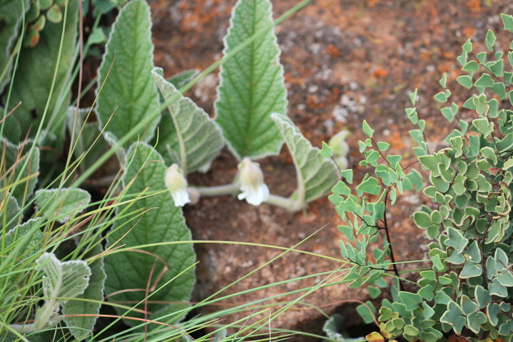Bunch Hermannia from Carletonville, 2499, South Africa on January 23 ...